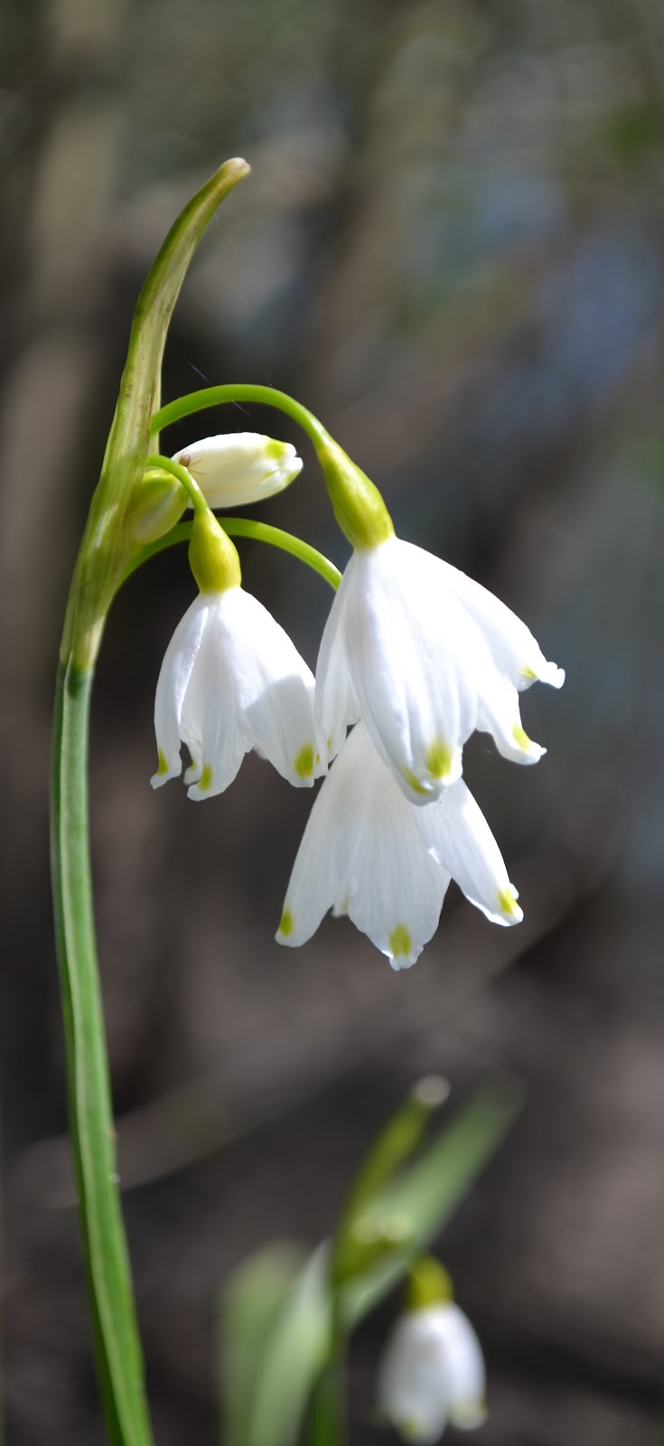 Walks among Flowers: Berkshire: River Loddon & the Loddon Lily