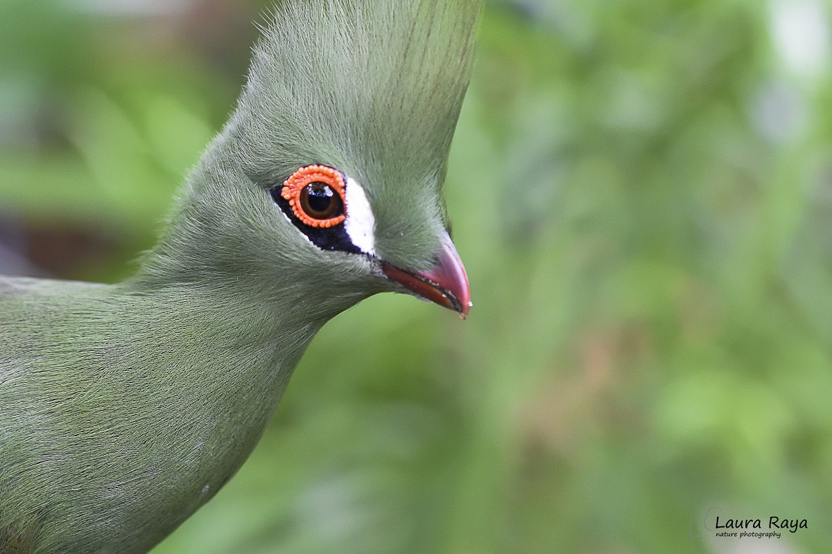 Fotografía Laura Raya: TURACO - (Tauraco persa buffoni)