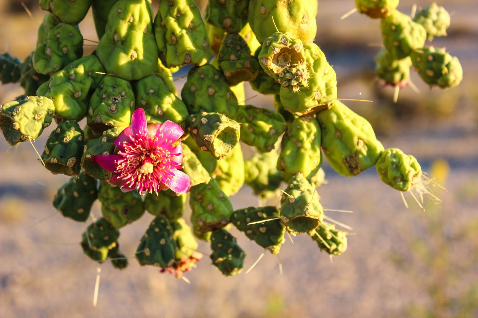 Cannundrums: Chain Fruit Cholla Flowers