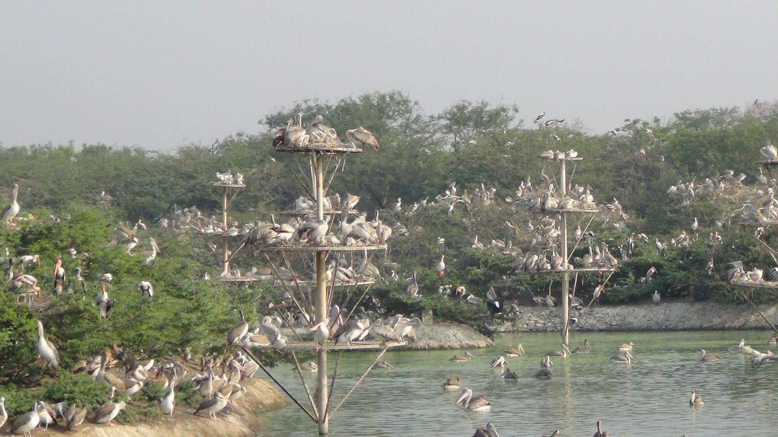 Return To Hyderabad: Uppalapadu Bird sanctuary must see