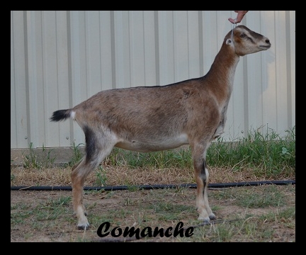 The Adventures of Noodleville: The Newest Earless Wonders of Noodleville