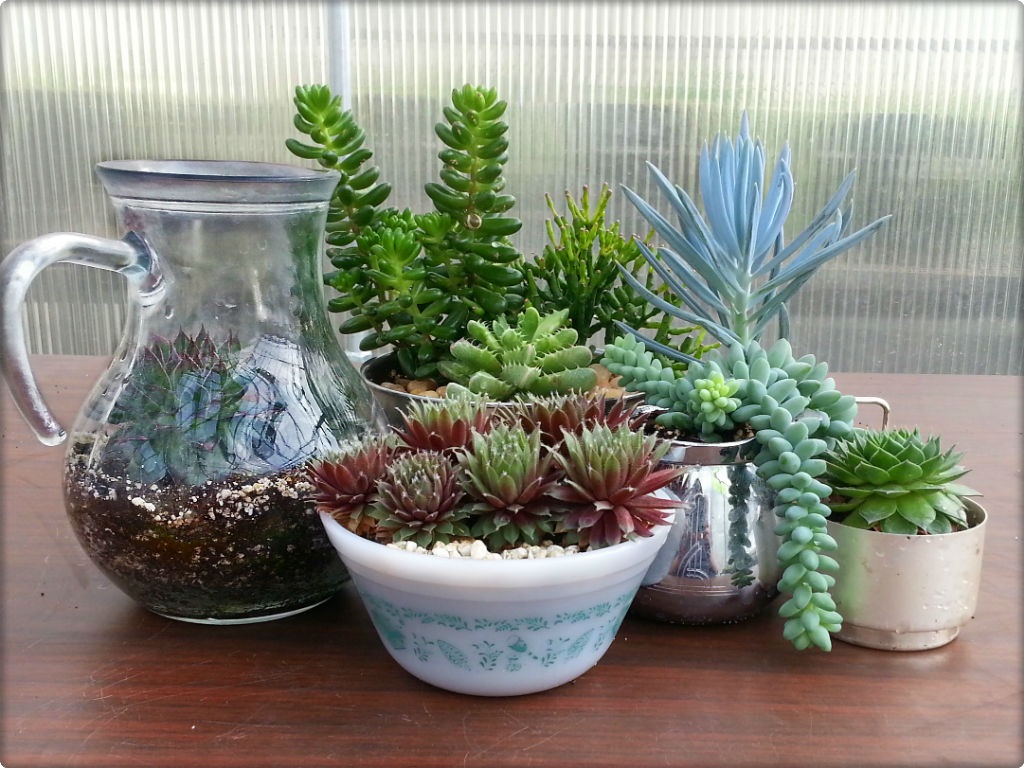 How To Identify Your Succulent Plant Wonderful Flowers how-to-identify-your-succulent-plant-wonderful-flowers