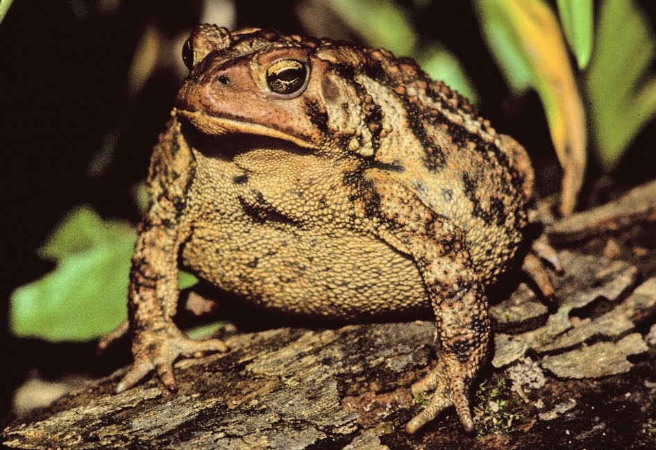 Saunterings: Photo-essays exploring nature's truths and beauty.: A TOAD ...