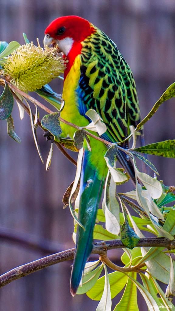 Birds And Animals: ~~..Pretty Birds..~~