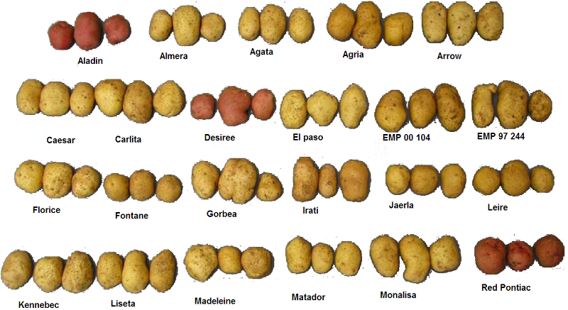 Zerezas Otrasformasdecocinar Papas Pâtatas Y Sus Propiedades