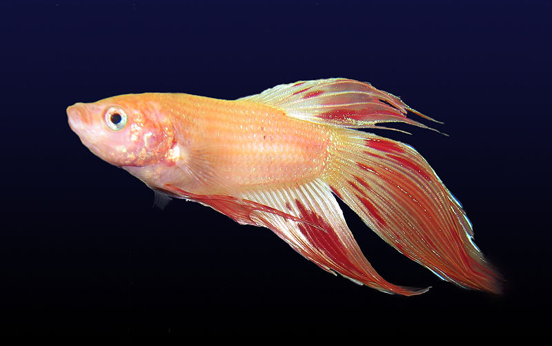 Betta tail type (Veil Tail)