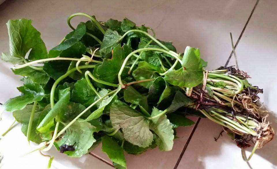 Greenfingers: Pokok Belalai Gajah yang Berkhasiat