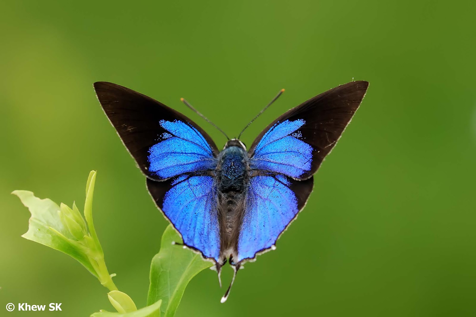 Butterflies of Singapore: Singapore's Royalty - Part 1