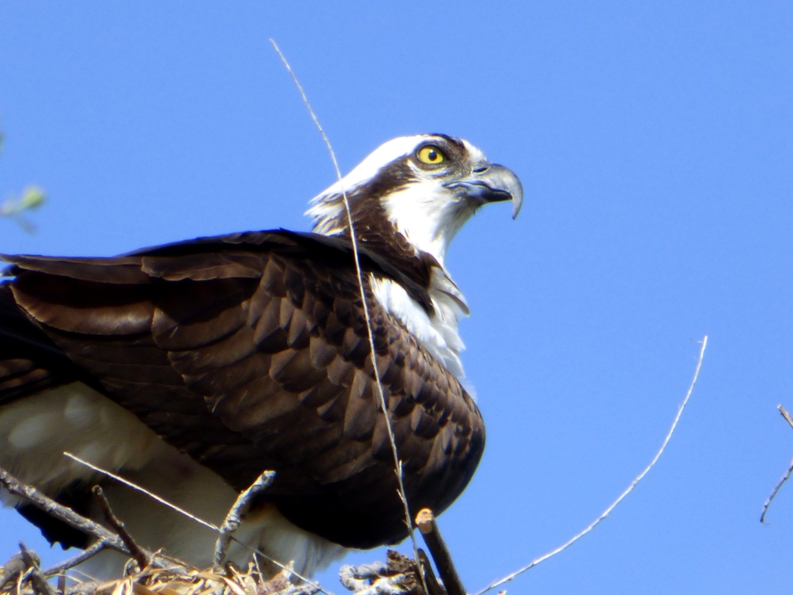 Geotripper's California Birds: Ospreys Nesting on the Merced River