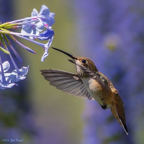 SHIRA: ¿Es semi-carnívora la flor Isabel Segunda?