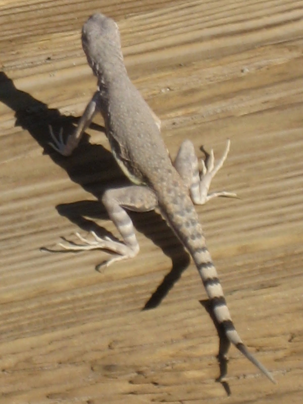 Matthew's Big Adventure Travel Blog: Cali Chap 2 - To Death Valley Nat ...