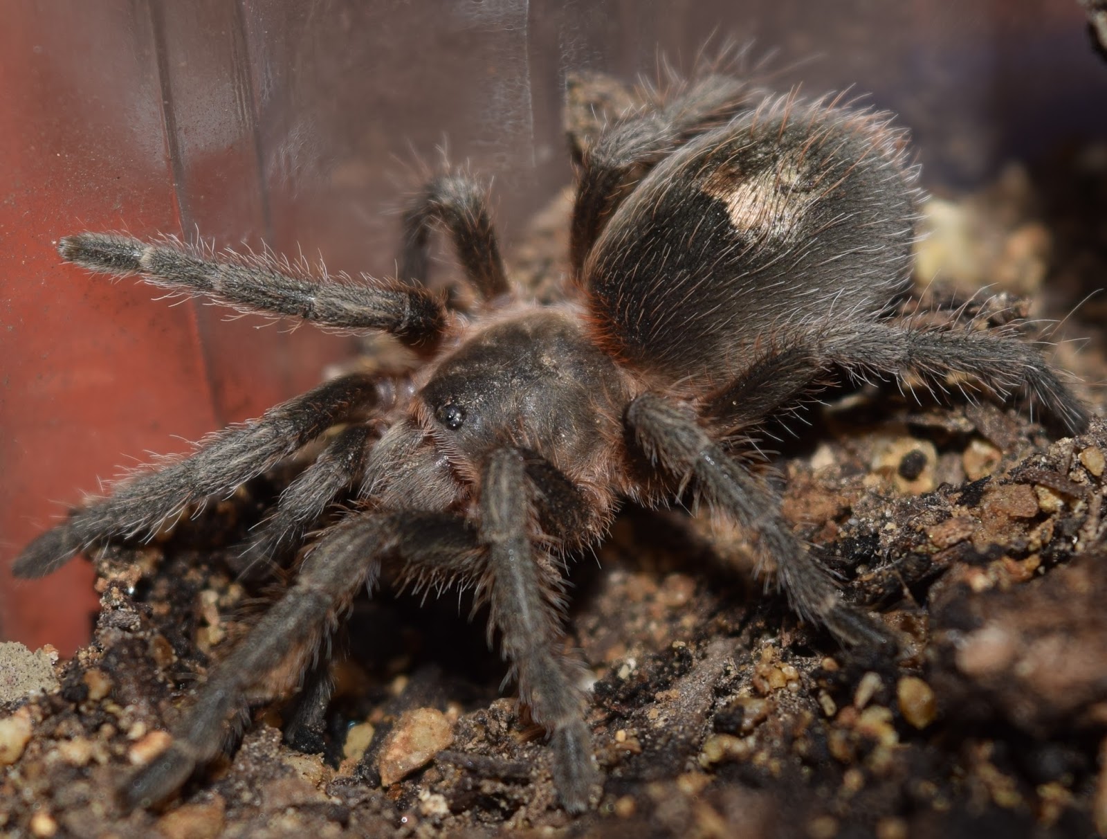 Tarántulas Chilenas : Euathlus sp 11 "Andina"