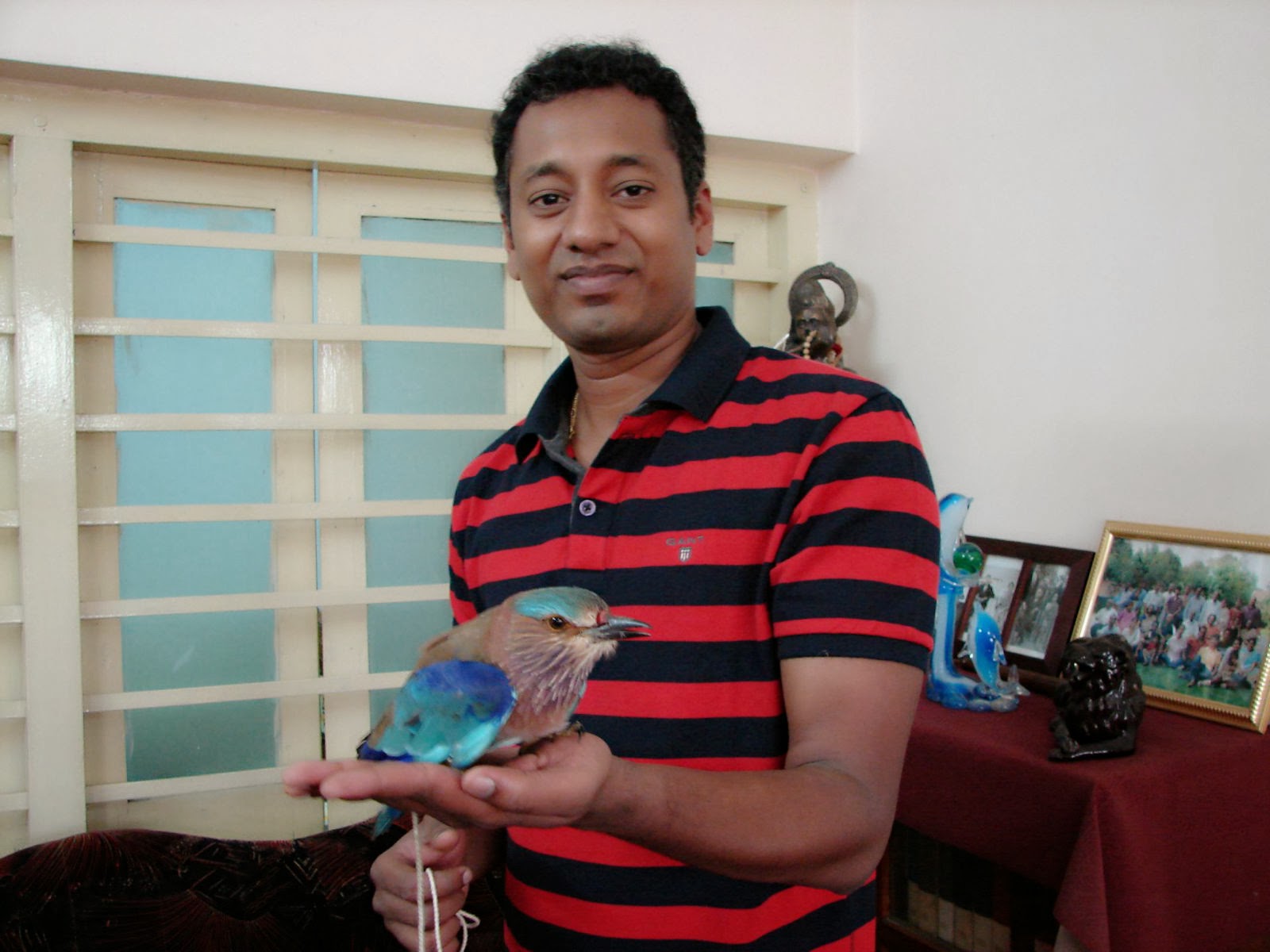 Raghu's column!: Sighting a ‘Pala Pitta’ bird on the occasion of Dasara ...