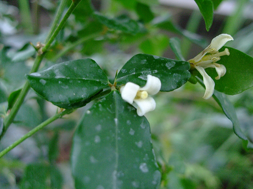 Jeruk Kingkit (Triphasia trifolia)