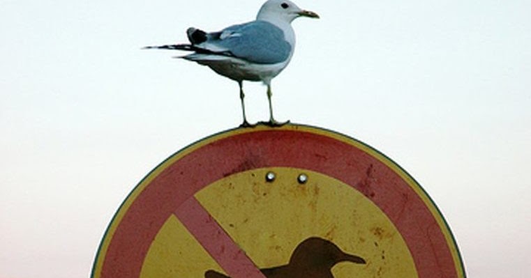 The BLOG: Rebel Gull