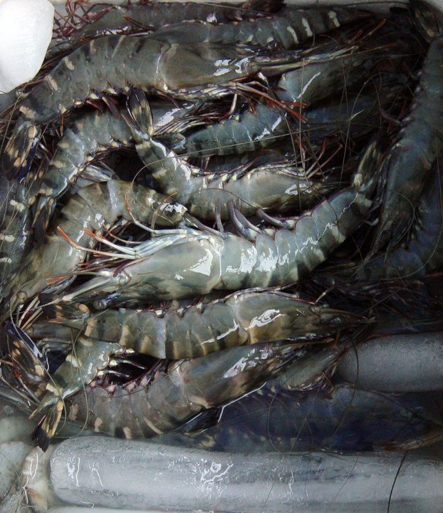 Baybayon Beach In Mabini Bohol ~ Bohol Island Philippines