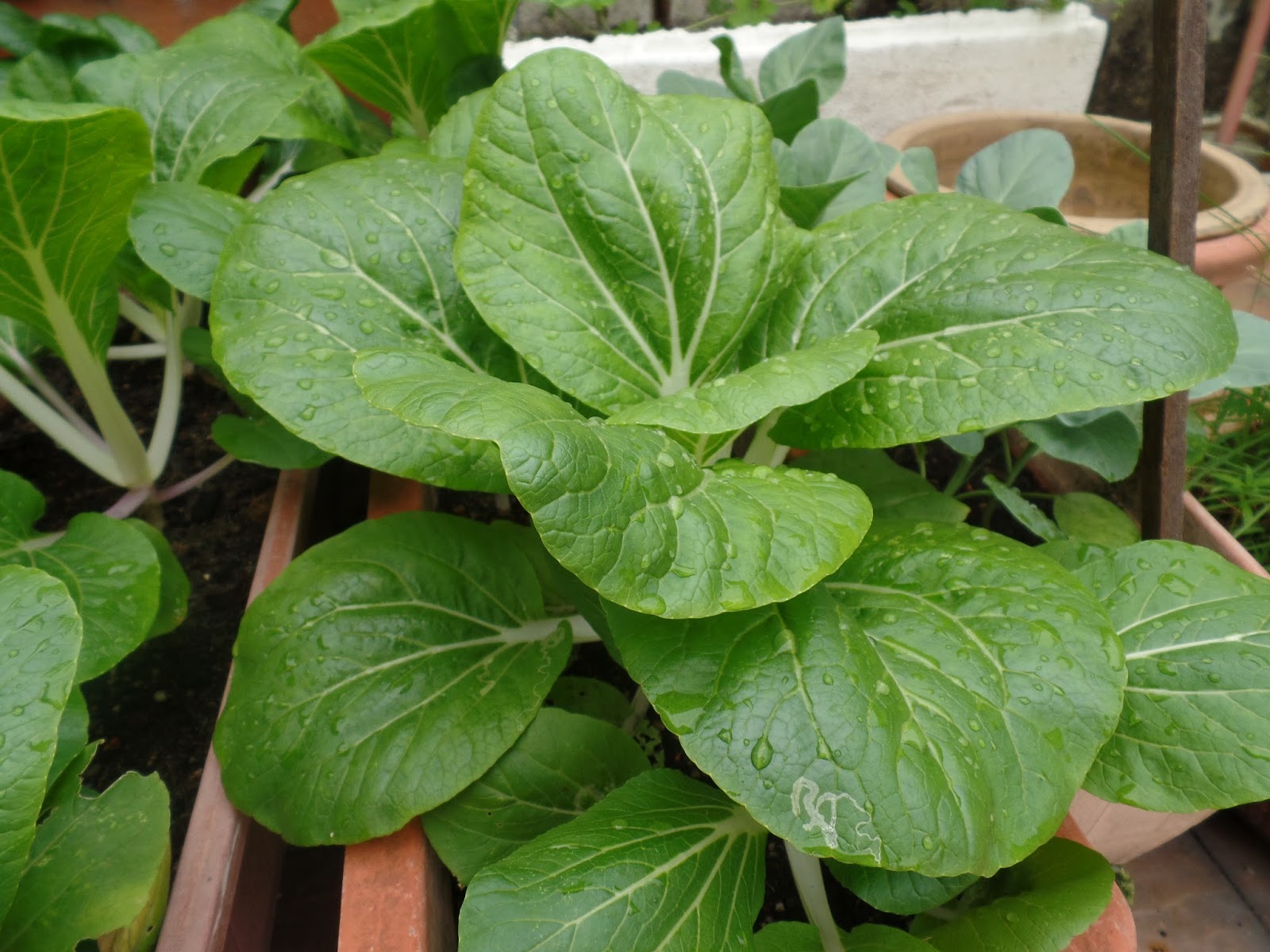 My Little Potted Garden: Pak Choy