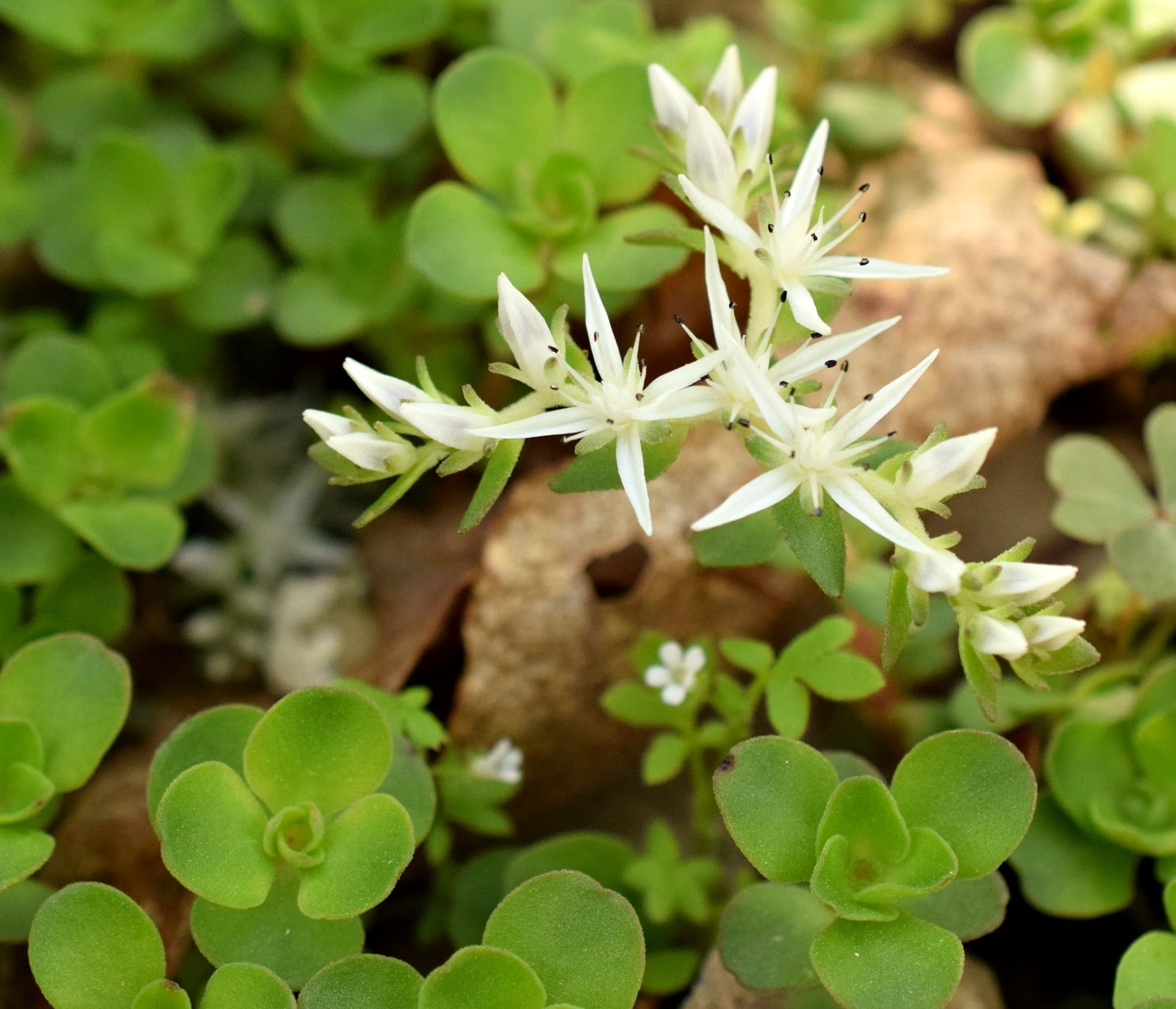 Using Georgia Native Plants: Cloudland Canyon State Park
