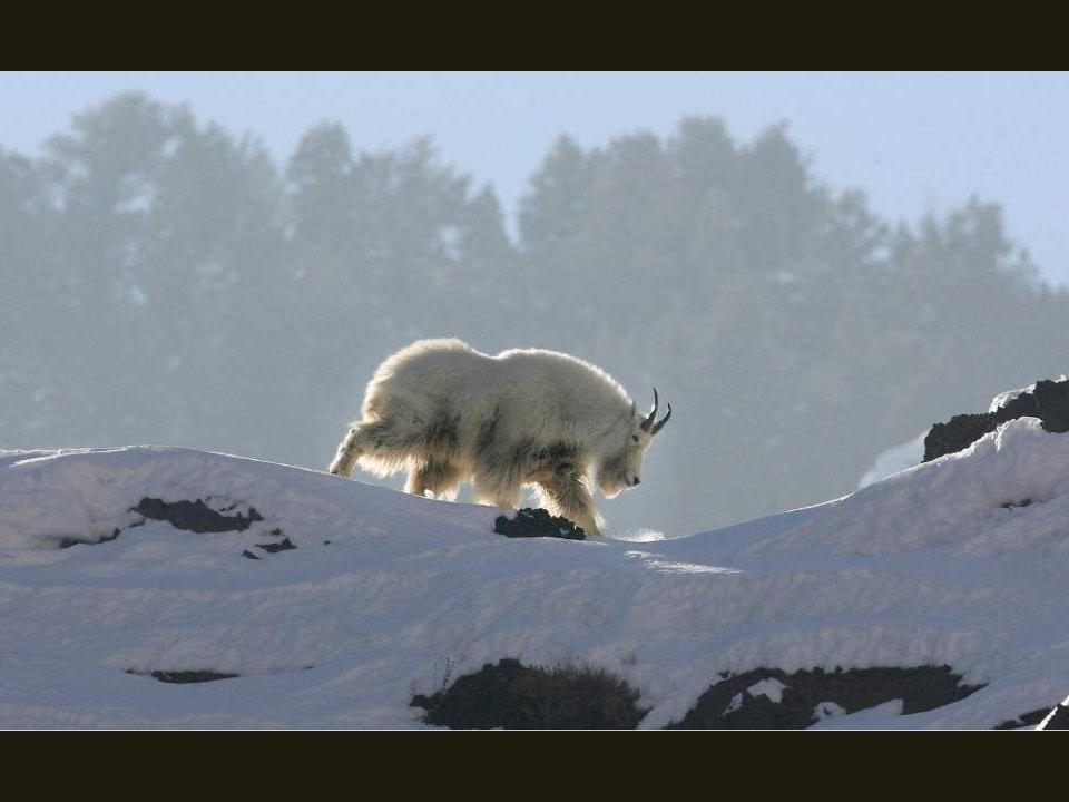CLASA NOASTRĂ: [ FOTO ] CAPRA DE MUNTE