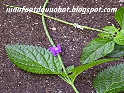 Manfaat Khasiat Tanaman Jarong Untuk Kesehatan Tubuh | Cara Pengobatan ...