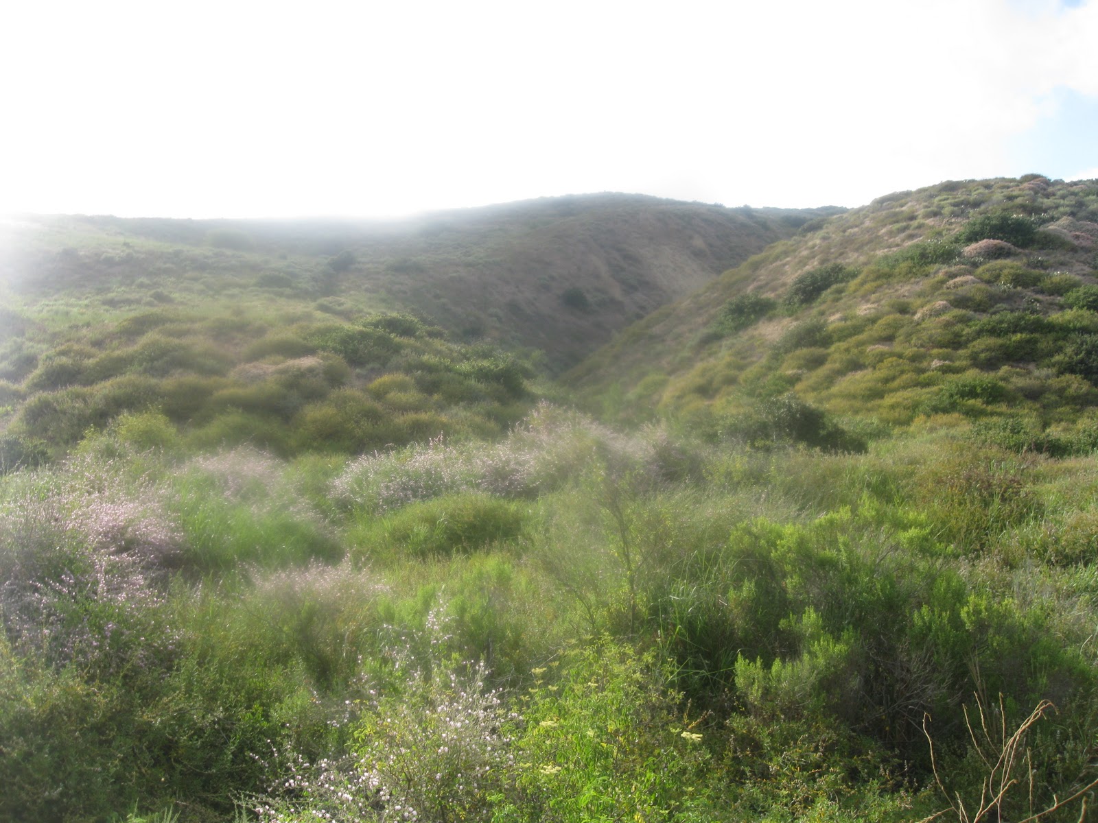 Wildlife in Southern California: Ecosystems