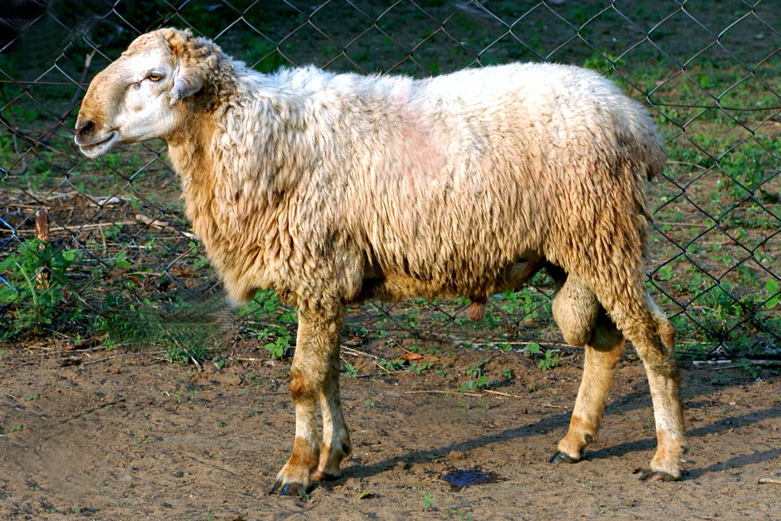 Dairy Farming: Indian Sheep Images