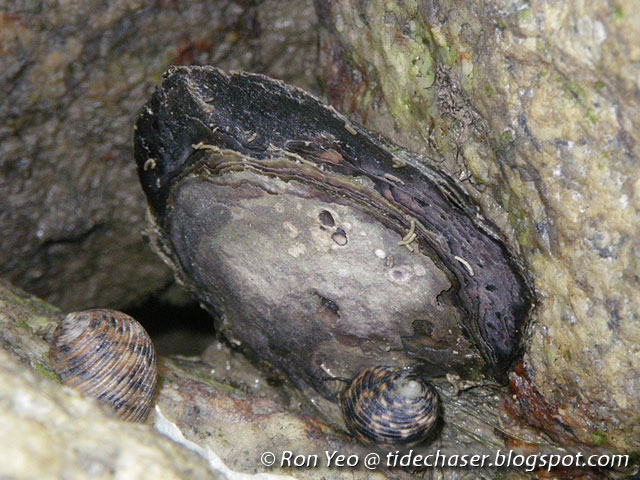 tHE tiDE cHAsER: Pteriomorph Bivalves (Phylum Mollusca: Subclass ...