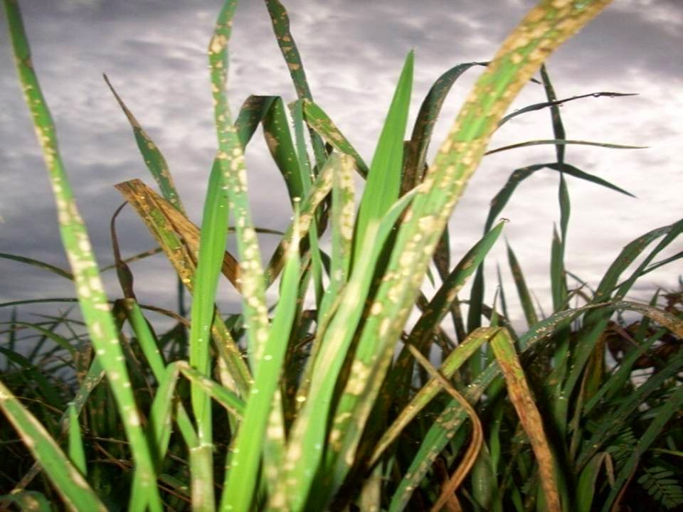 dunia tani: JENIS HAMA DAN PENYAKIT TANAMAN PADI