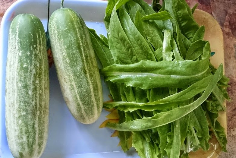 TIMUN CINA - Rangkuman Cara Bertanam Lengkap