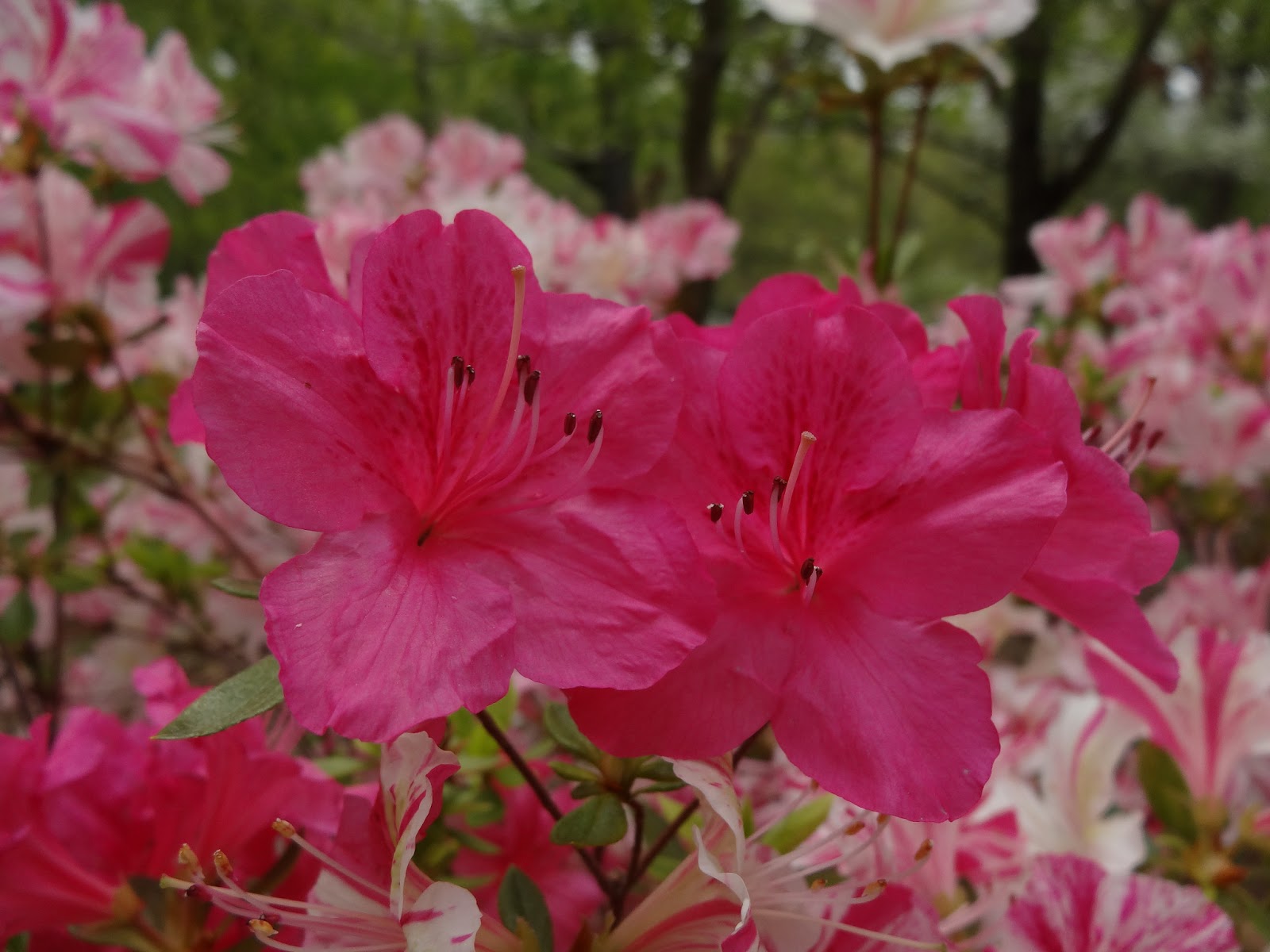 Love, Joy and Peas: Beautiful Azalea Close Up Photos