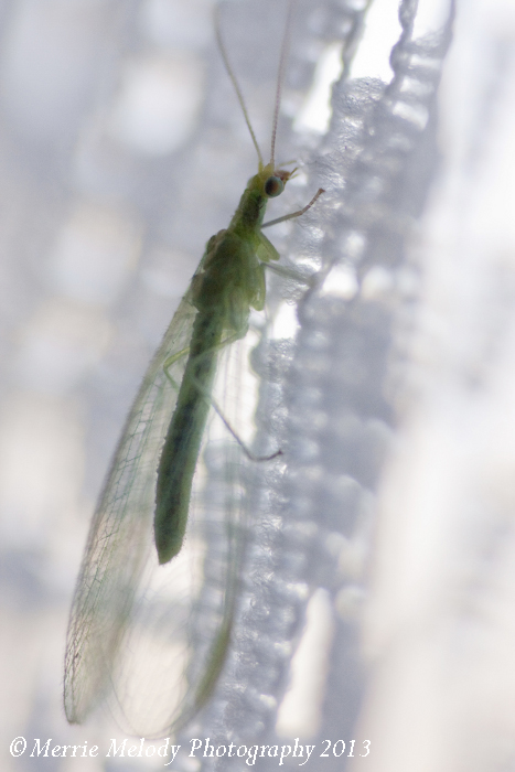 Merrie Melody: "Fairy Bug"::Macro::September 6