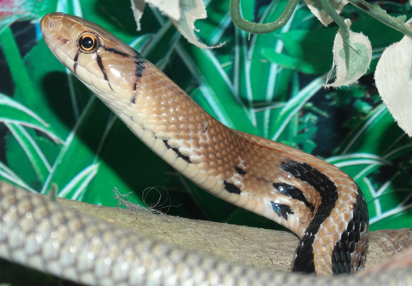Reptiles Amphibians & Fish: RADIATED RATSNAKE - COELOGNATHUS RADIATA