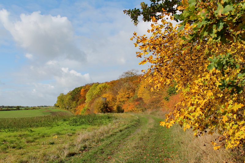 mano's welt: herbst im elm
