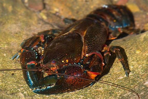 Cherax Sp Blue Mountain ~ Crayfish | Crawfis | Huna | Lobster Galery