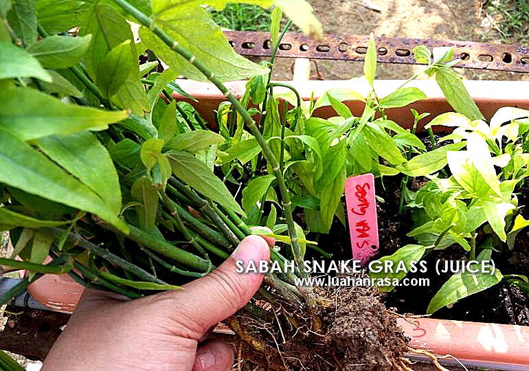 Herbs Info: Sabah Snake Grass - Healing & Benefits