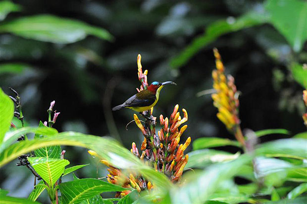 Elegant Sunbird - Aethopyga duyvenbodei