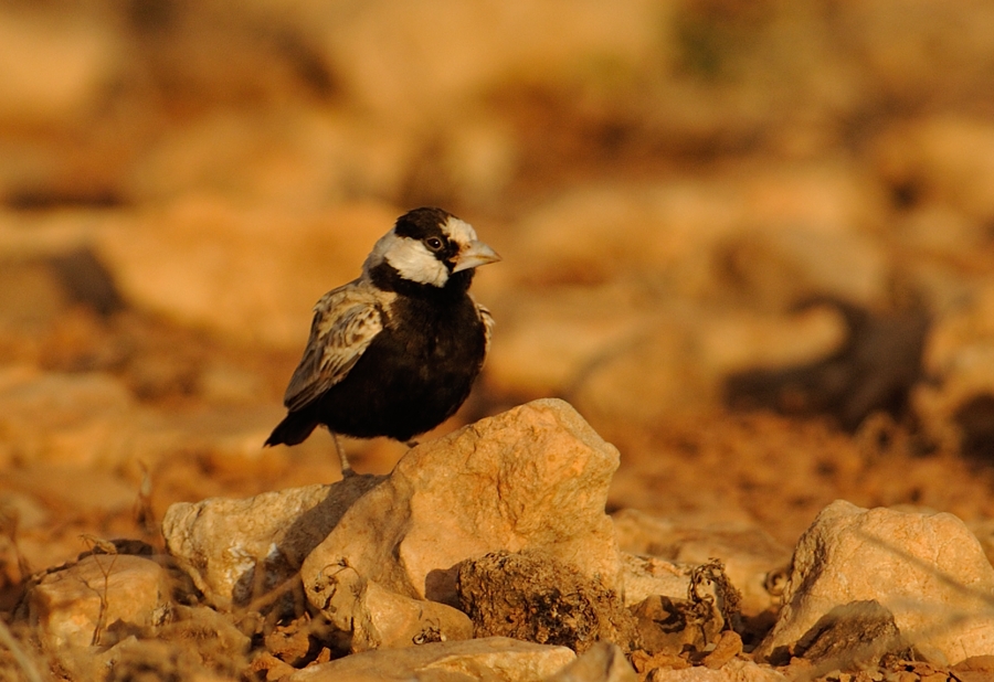 Steve Rogers birding: Birding on Boa Vista, Cape Verde - part 2 desert ...