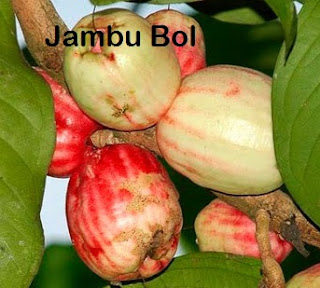 Anim Agro Technology: JAMBU BOL