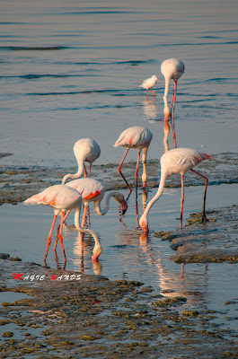Photo Magic Hands: Flamingos in kuwait