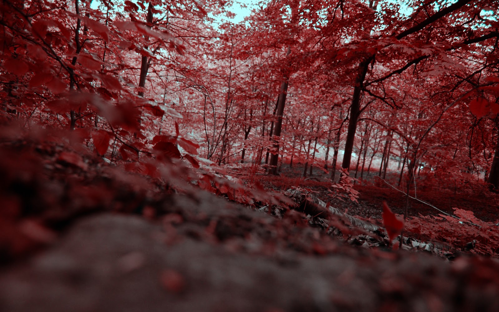 THE MOST AMAZING & WEIRDEST PLACES ON EARTH: THE RED FOREST