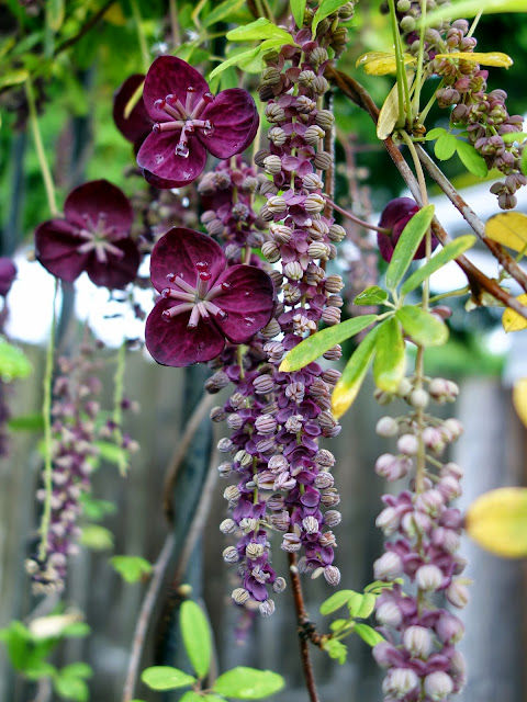 Just a girl with a hammer: Vines, all the vines!