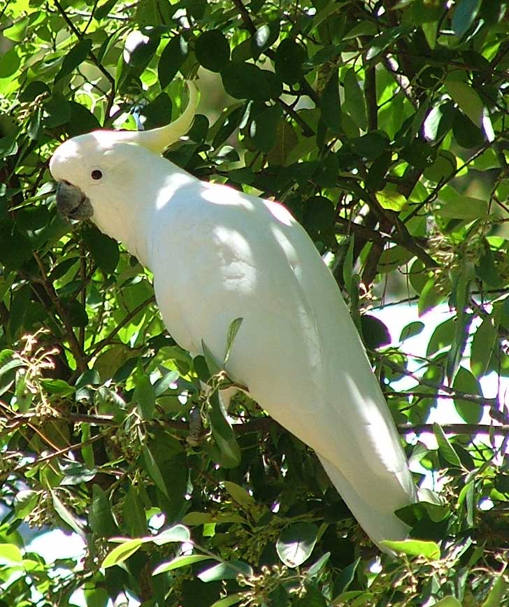 Small cockatoo bird - keryexcel