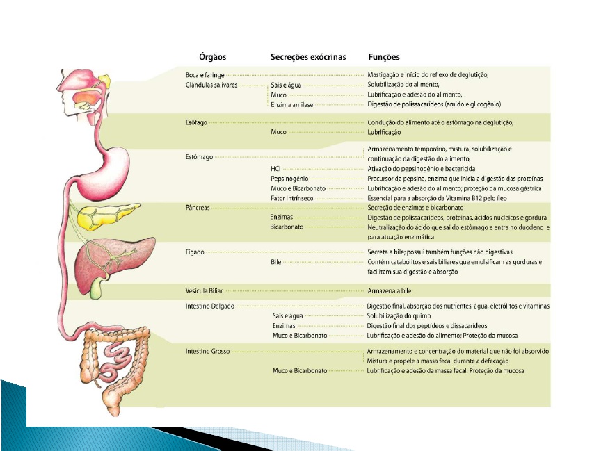 BIOMEDICINA-FARMÁCIA: SISTEMA DIGESTÓRIO