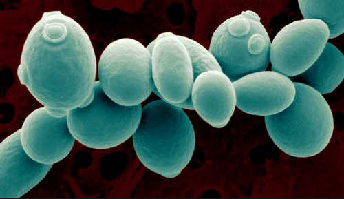 Jamur : Pengertian, Ciri-Ciri, Klasifikasi, Reproduksi dan Peranan ...