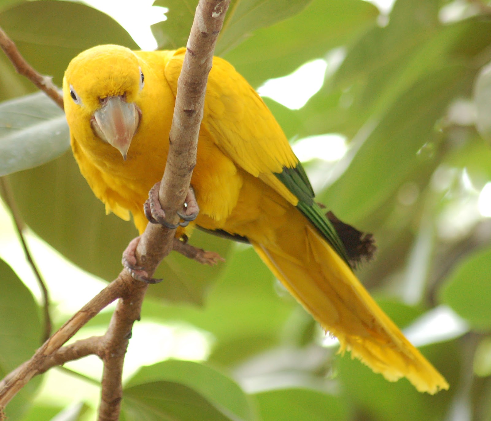 Golden Conure
