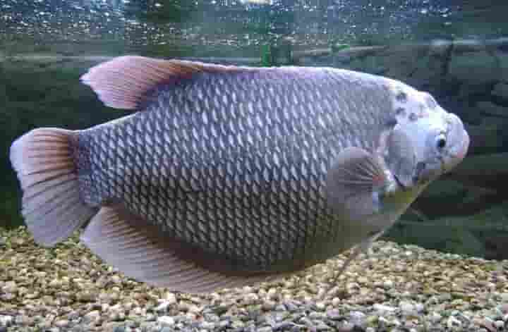 Jenis Ikan Gurame
