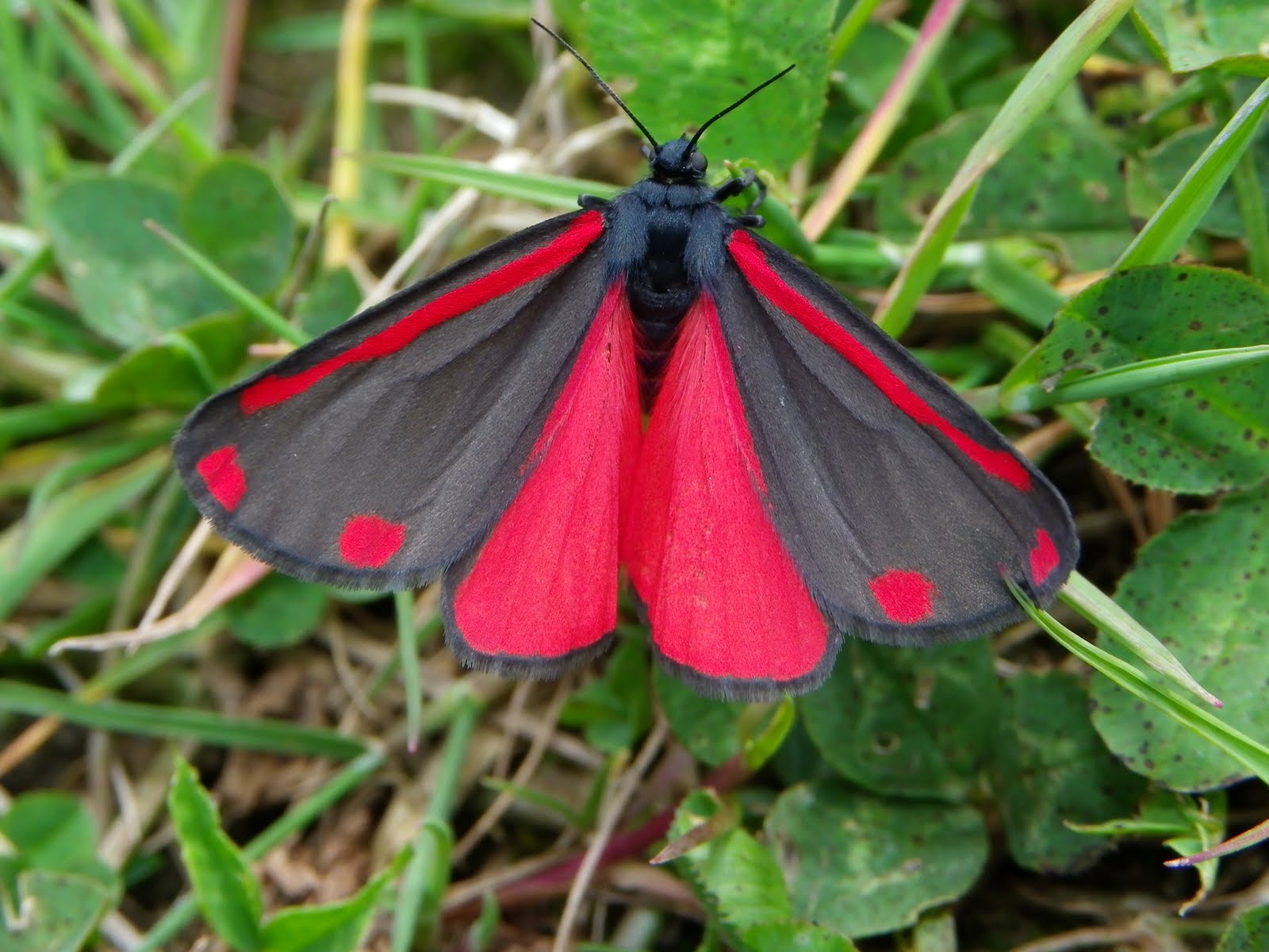 John Cullen's Biodiversity Photography : Cinnabar Moth