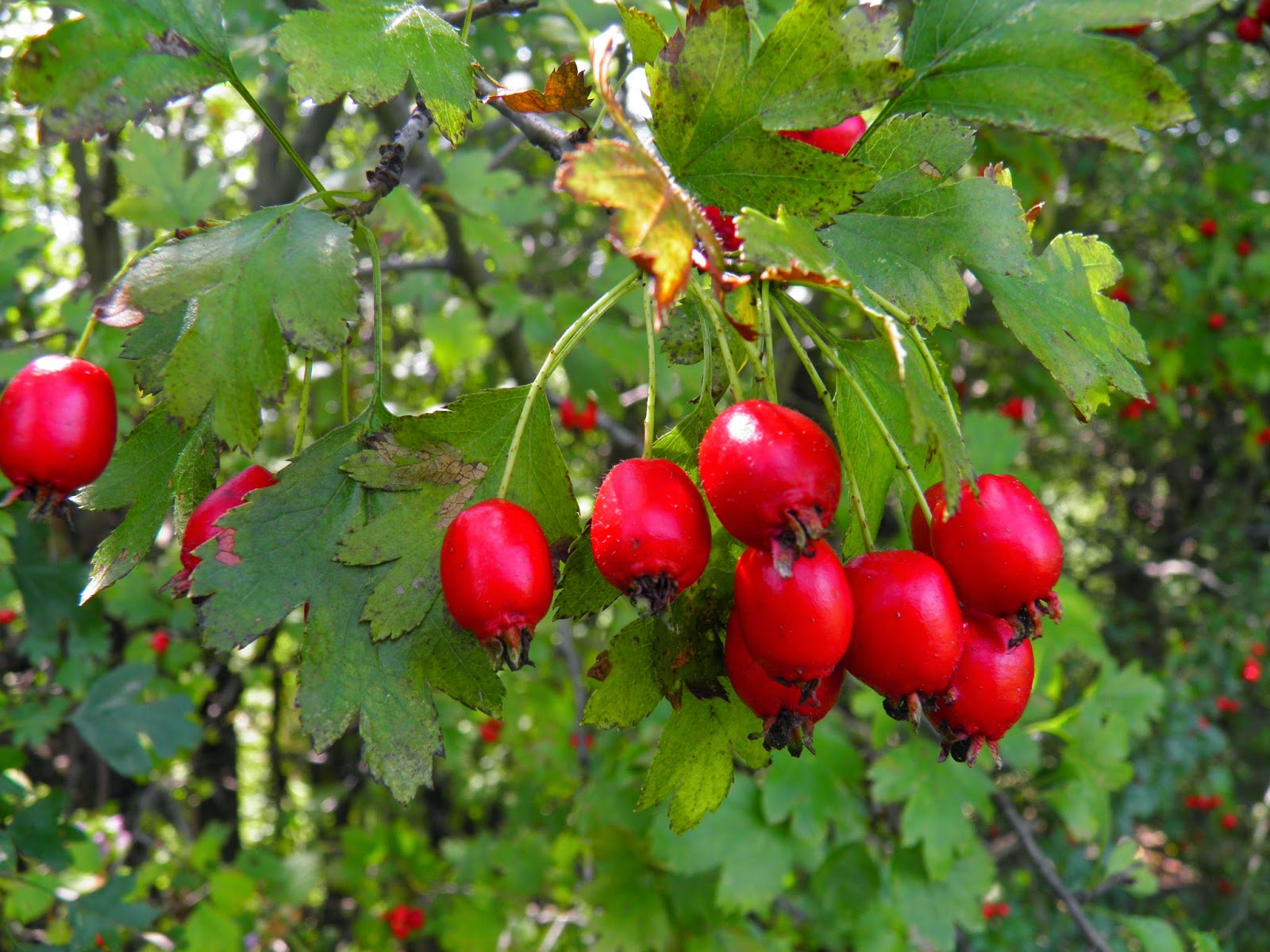 PASARI DIN ROMANIA: PLANTE SALBATICE (1), Arbusti si arbori