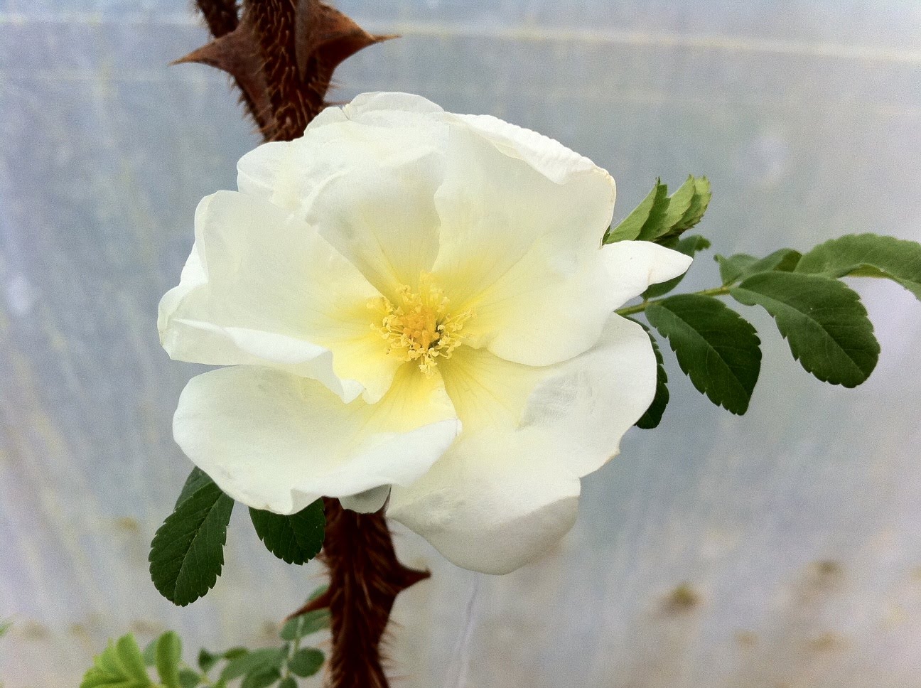 Paul Barden Roses: April 2011