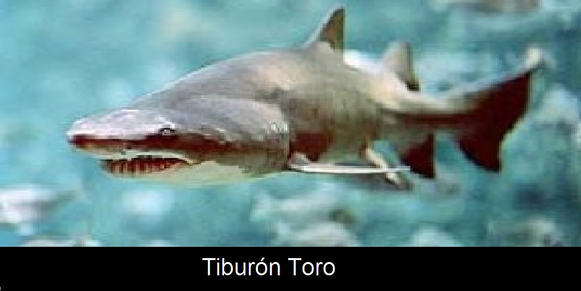 MUNDO ANIMAL VIRTUAL ECA: TIBURÓN TORO